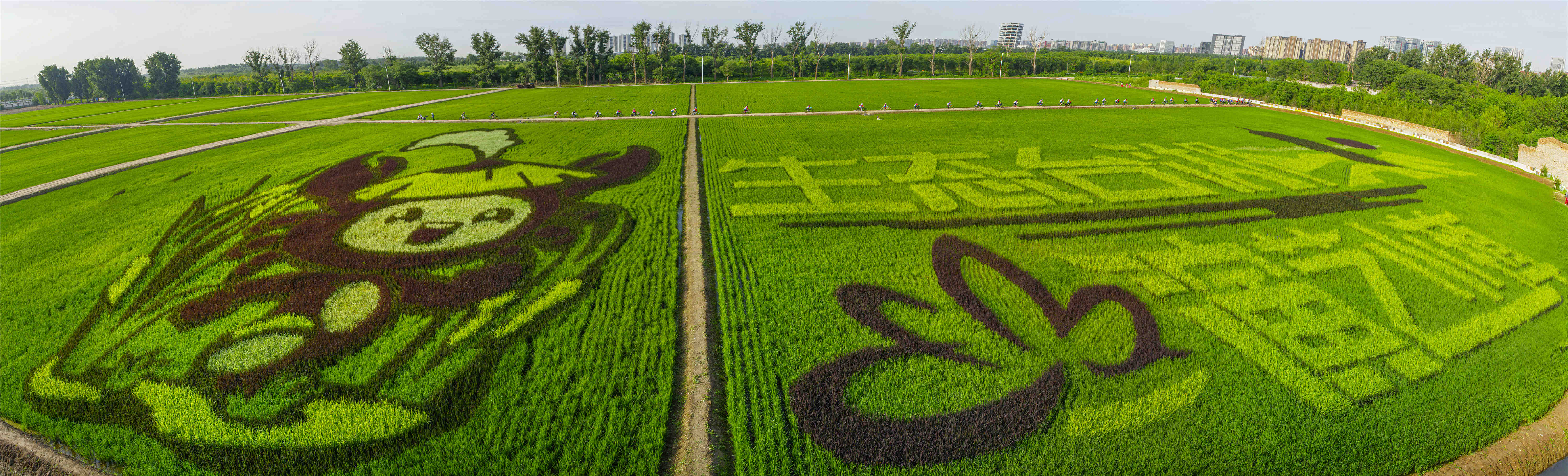 五彩水稻作“颜料”！北京台湖“绘”出巨幅稻田画-千龙网·中国首都网